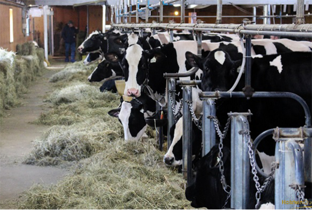 Trois fermes laitières du Québec récompensées pour la qualité de leur ...