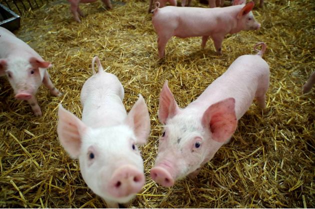 Fondaction accompagne la croissance de Viandes biologiques de ...